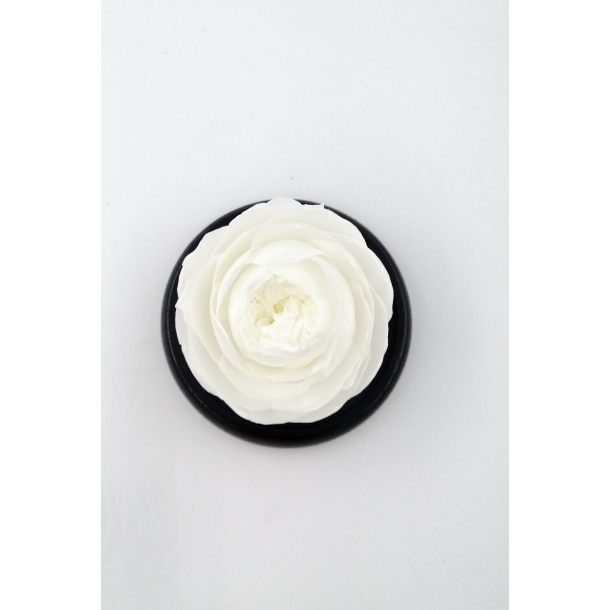 Bujor Criogenat, alb, in cupola mica cu bumb de sticla pe baza neagra ...