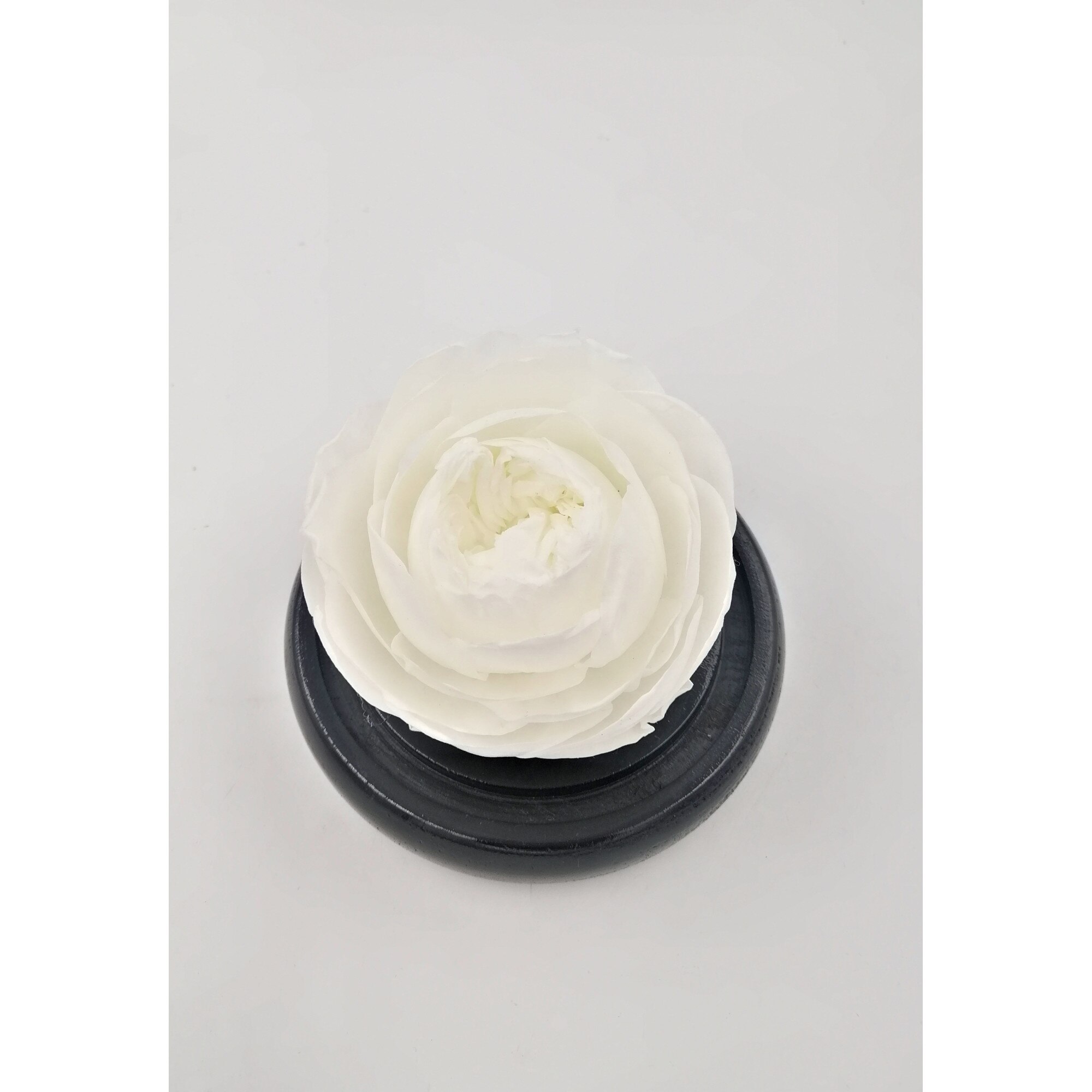 Bujor Criogenat, alb, in cupola mica cu bumb de sticla pe baza neagra ...