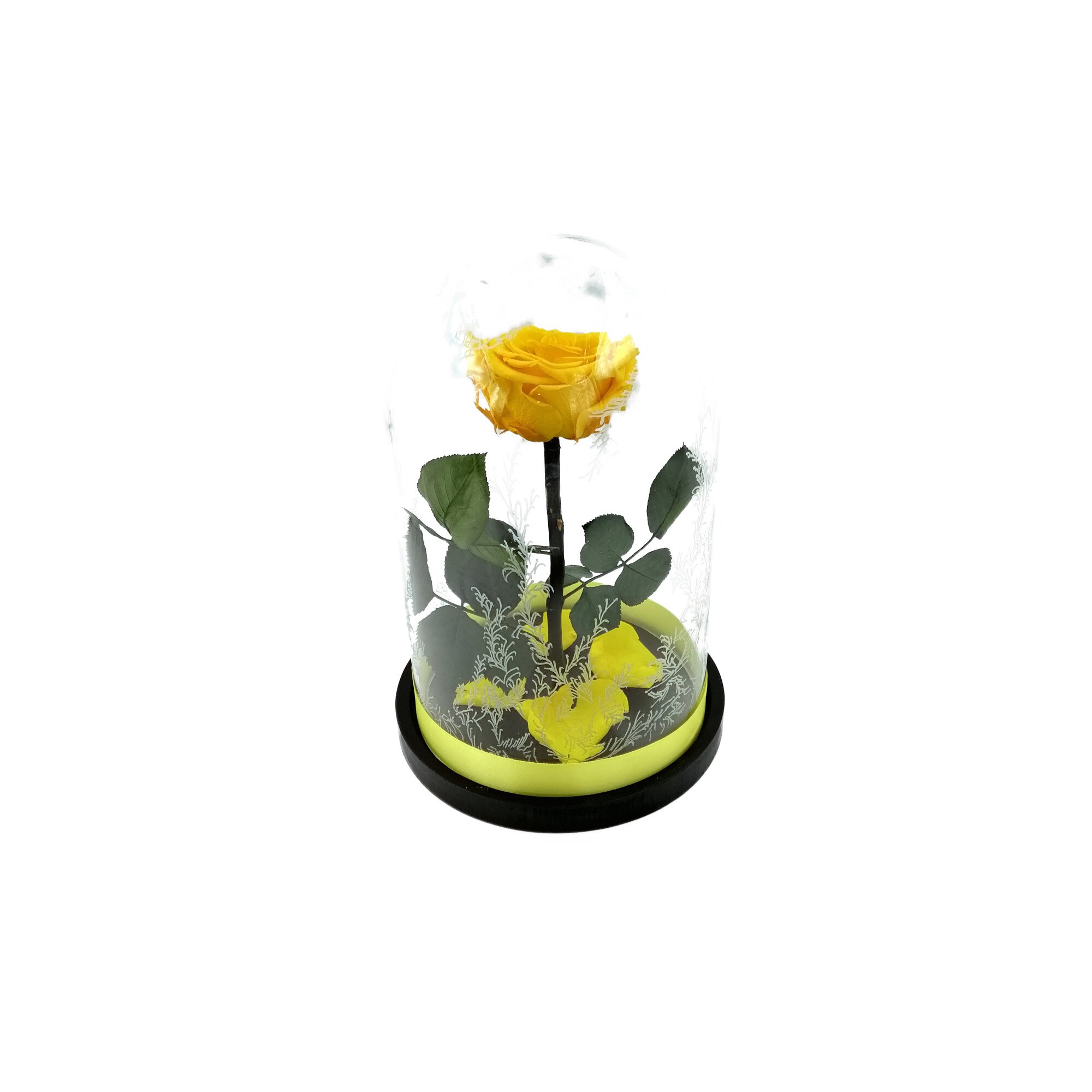 Trandafir criogenat mare, galben, pe pat de petale, in cupola mare de ...