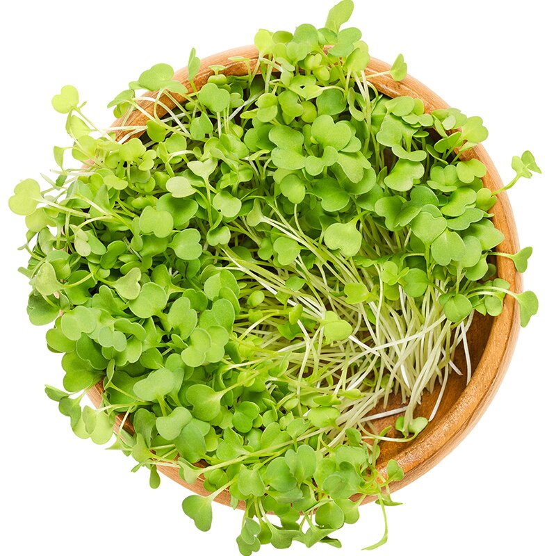 Seminte micro-plante pentru consum Microgreen BIO Blumen, soi Rucolla ...