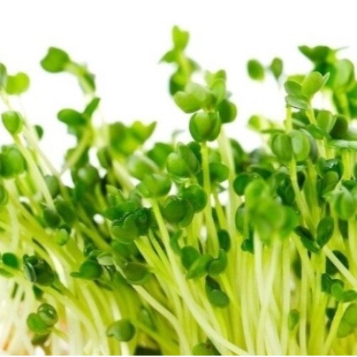 Seminte micro-plante pentru consum Microgreen BIO Blumen, soi Bietola ...