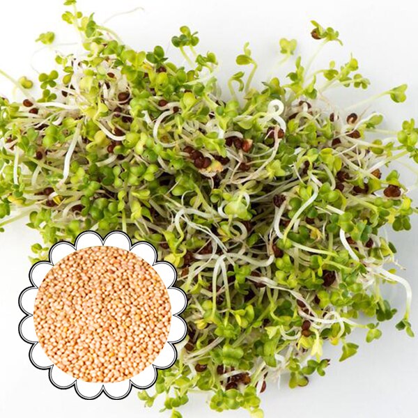 Seminte de germeni pentru consum BIO Blumen, soi Senape - Mustar - eMAG.ro