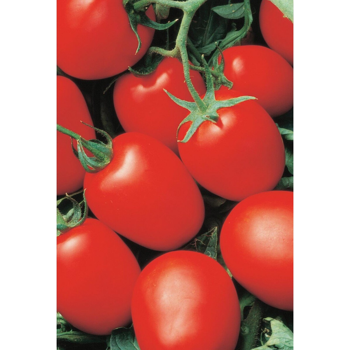 Seminte de rosii premium Blumen, colectia Sapore Italiano, soi Diabolik ...