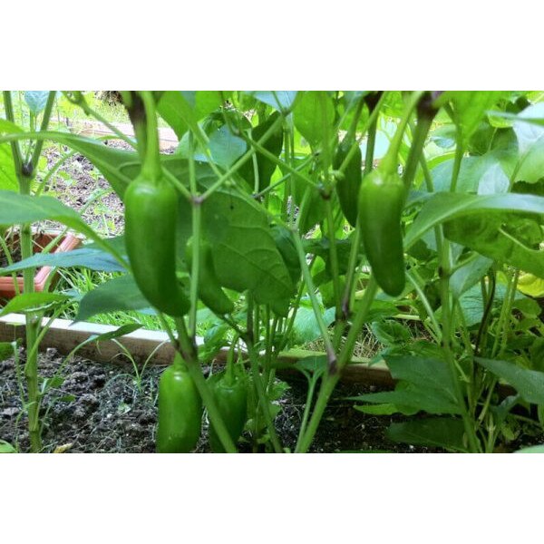 Seminte de ardei iuti premium Blumen, colectia Dolce e Piccante, soi ...