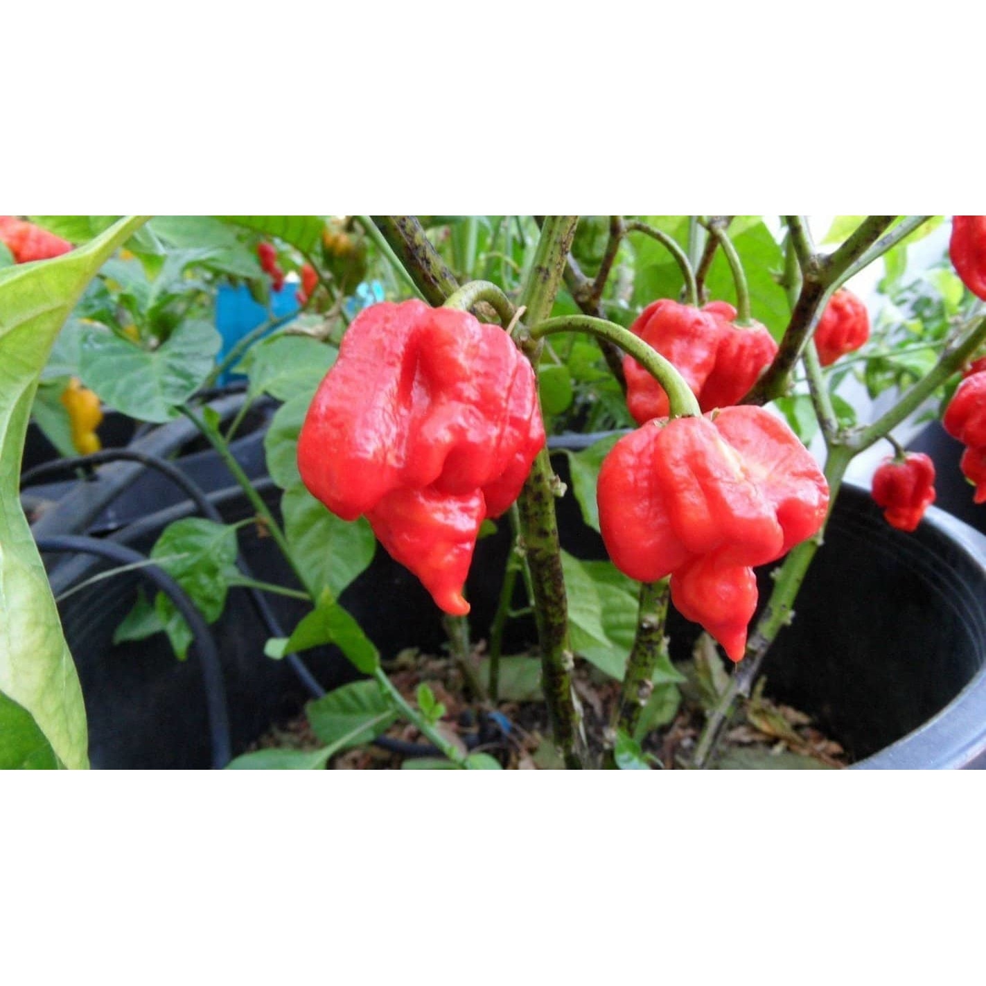 Seminte de ardei iuti premium Blumen, colectia Dolce e Piccante, soi ...