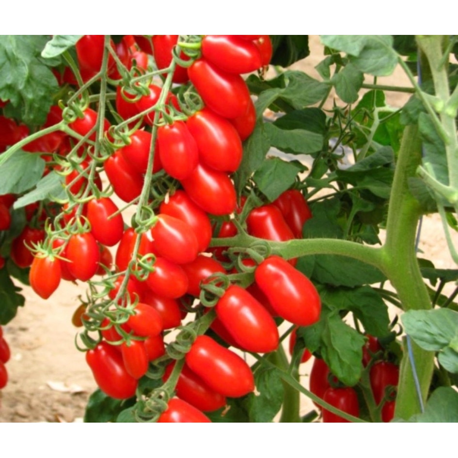 Seminte de rosii premium Blumen, colectia Sapore Italiano, soi Astro F ...