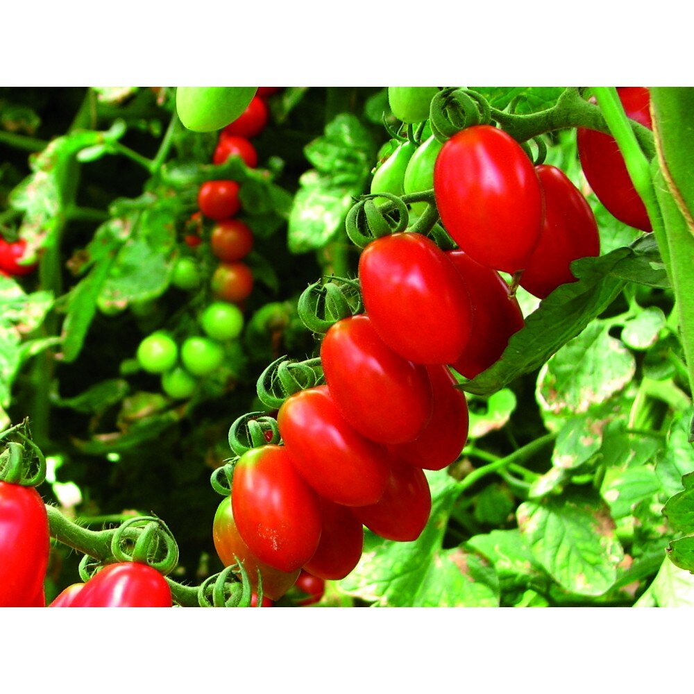 Seminte de rosii premium Blumen, colectia Sapore Italiano, soi Astro F ...