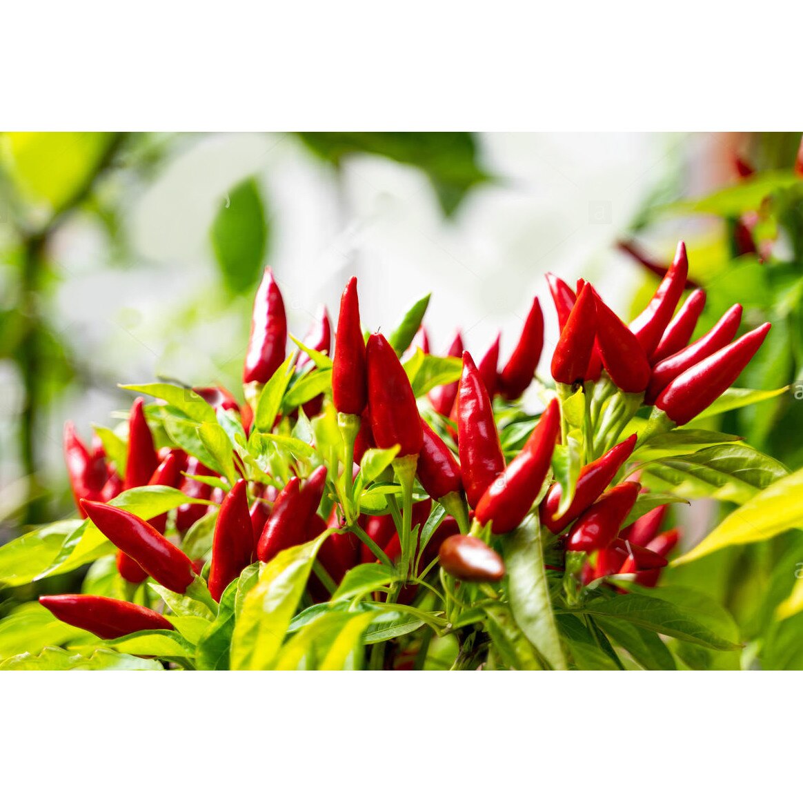 Seminte de ardei iuti premium Blumen, colectia Dolce e Piccante, soi ...