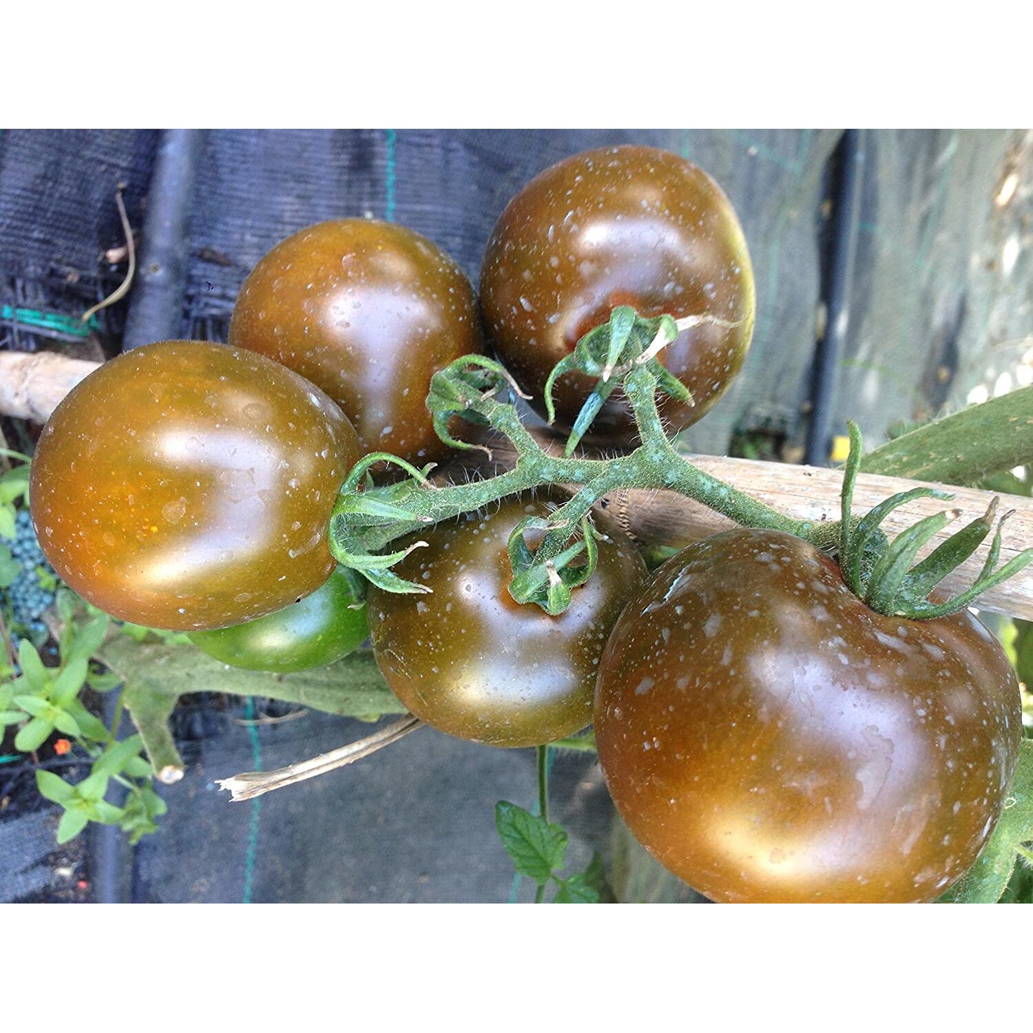 Seminte de rosii premium Blumen, colectia Sapore Italiano, soi Nerondo ...