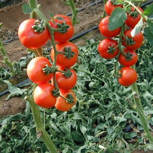 Seminte de rosii premium Blumen, colectia Sapore Italiano, soi Elisir F ...