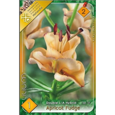 Bulb Crin Double Apricot Fudge - eMAG.ro