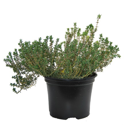 Cimbrisor in ghiveci 17cm diametru, 30-40cm inaltime - eMAG.ro