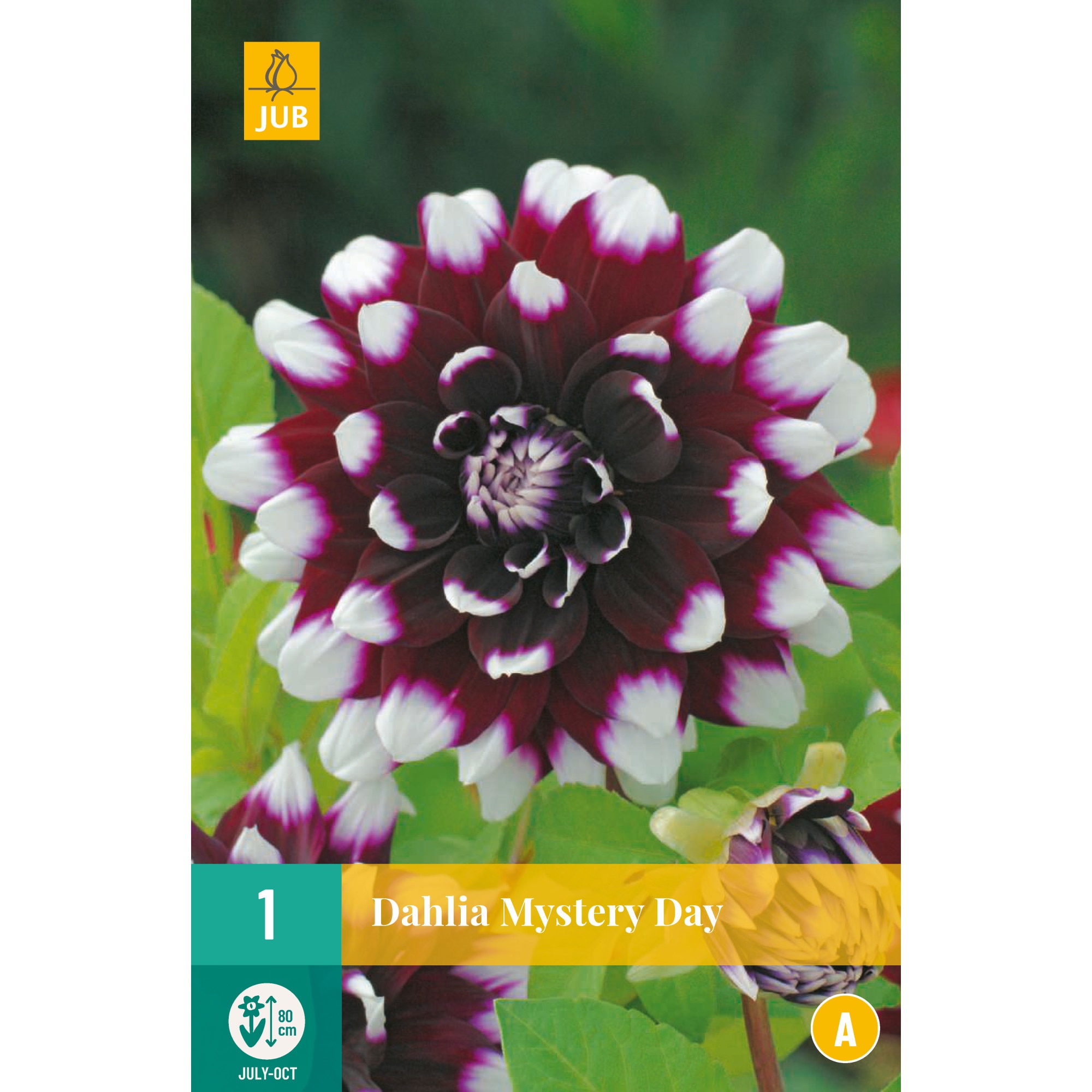 Bulbi Dalii Mystery Day, Holland, 1 buc - eMAG.ro