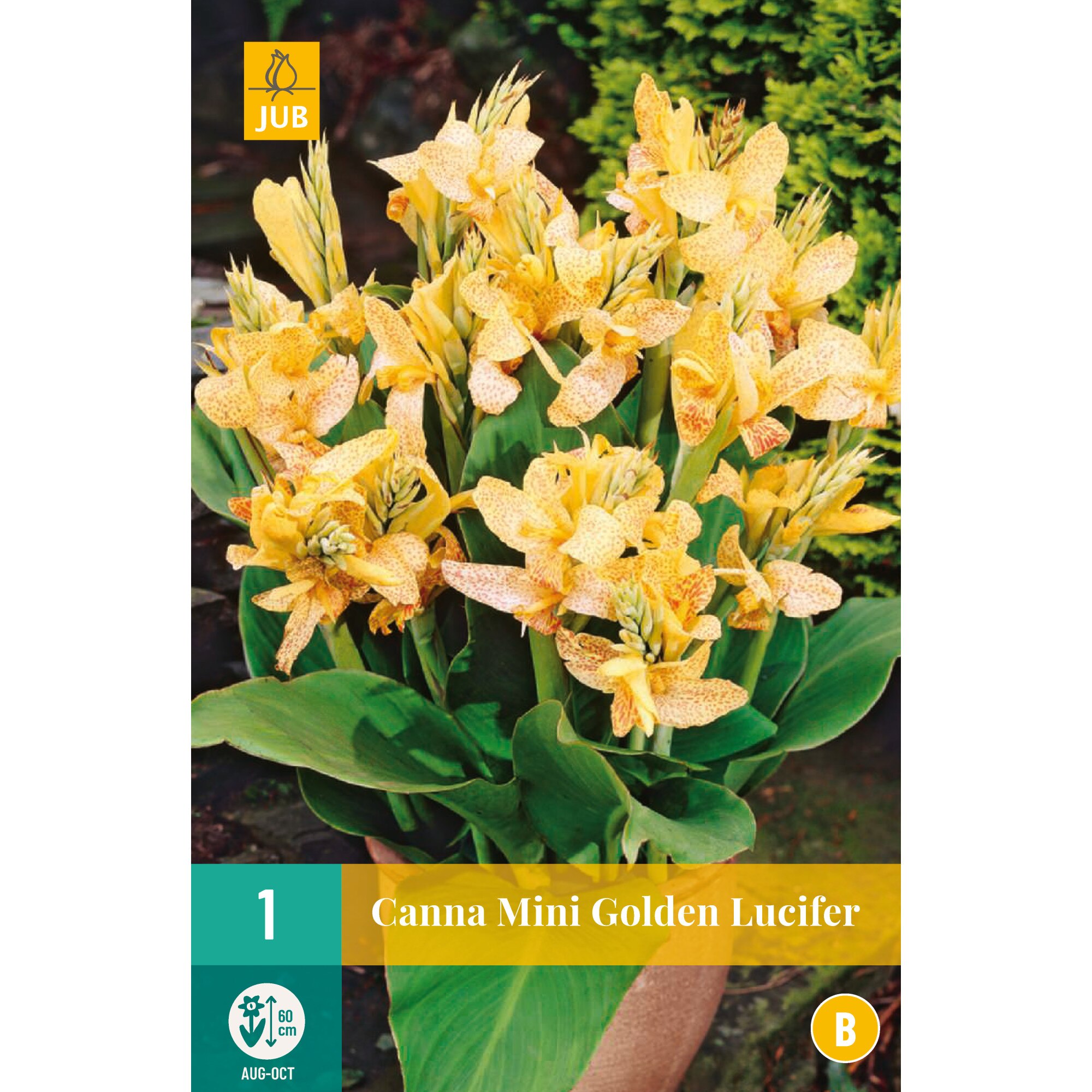 Bulbi Canna Mini Golden Lucifer, Holland, 1 buc - eMAG.ro