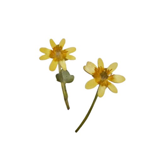 Set 10 flori untisor, Adela Talpes, galben - eMAG.ro