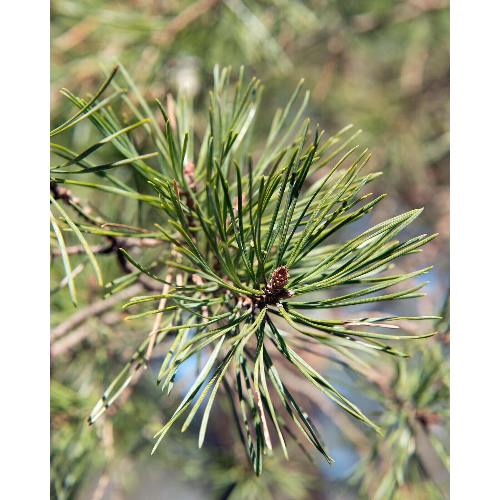 Етерично масло Kateko, От бял бор, 10 мл - eMAG.bg