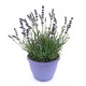 Lavanda in ghiveci 30 cm - eMAG.ro