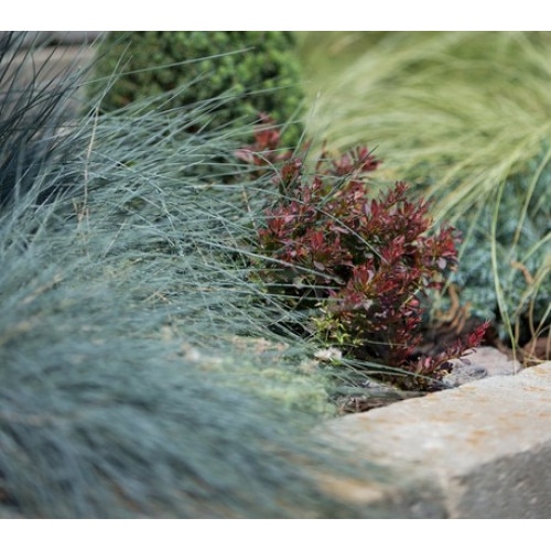 Festuca iarba decorativa set 4 buc - eMAG.ro