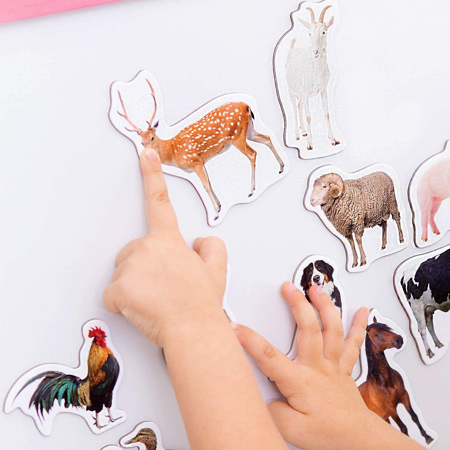 Set magneti de jucarie, MAGDUM, Farm Animals Photo, Multicolor, 16 ...