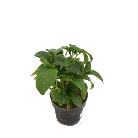 Hortensie de gradina - Rosie - eMAG.ro