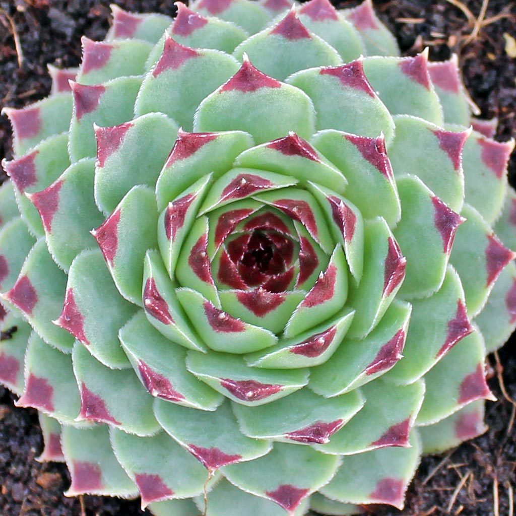 Set de 10 plante perene - sempervivum - eMAG.ro
