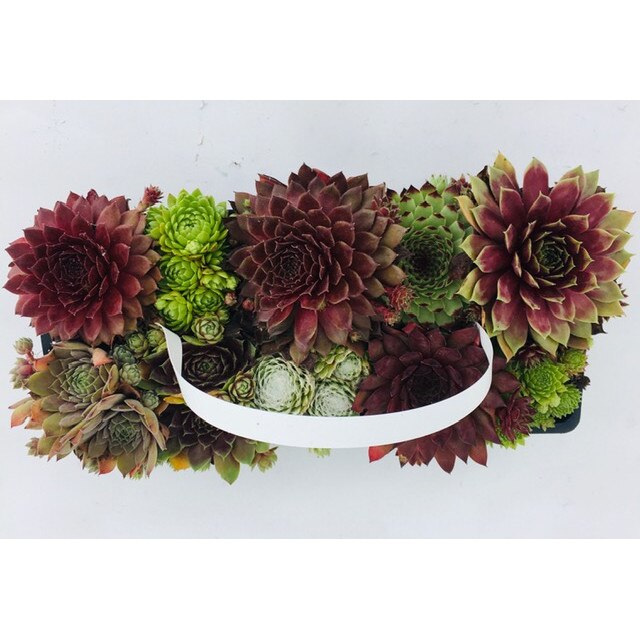Set de 10 plante perene - sempervivum - eMAG.ro