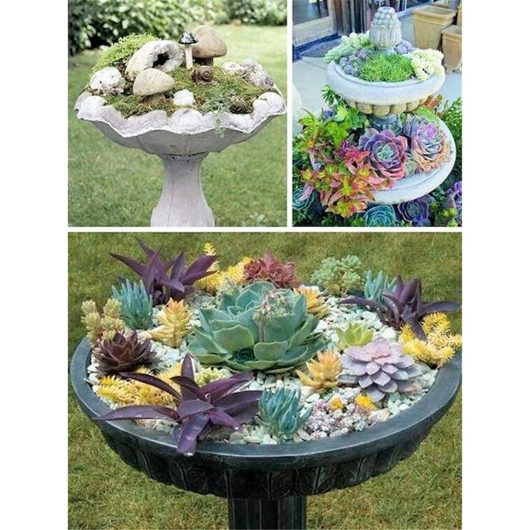 Set de 10 plante perene - sempervivum - eMAG.ro