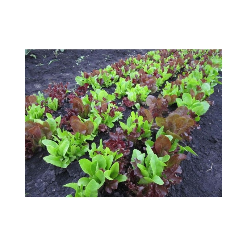 Seminte Salata Baby Leaf, 400 seminte - eMAG.ro