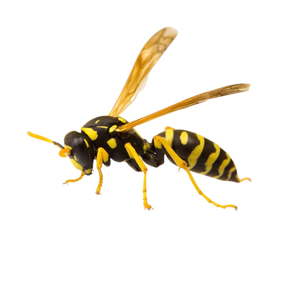 Spray pentru Viespi 750 ml si saculet lavanda LF 10gr - eMAG.ro