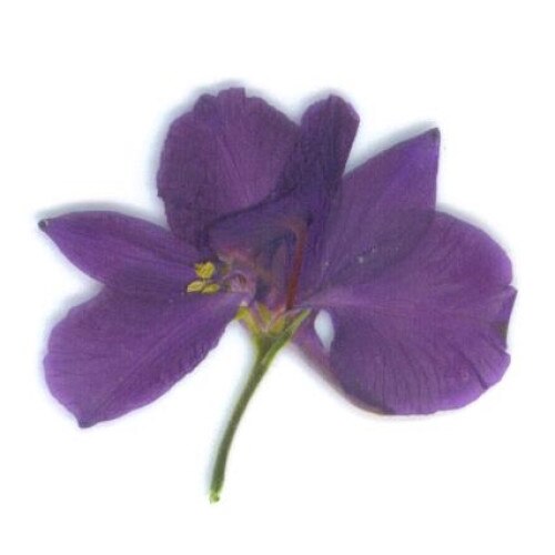 Set 10 flori presate nemtisor oriental, Adela Talpes, mov - eMAG.ro