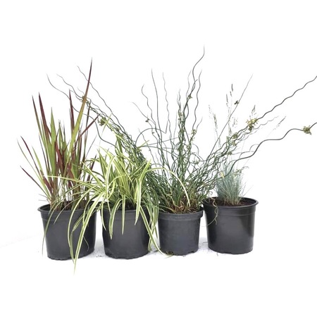 Mix de Iarba ornamentala-set de 4 bucati - plante perene decorative ...