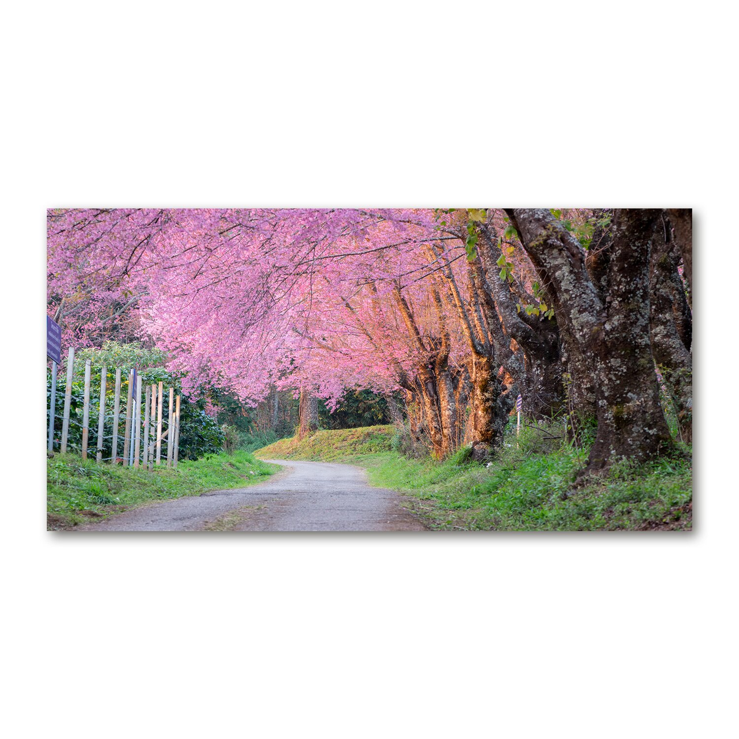 Imagine pe panza, 100 x 50, Decorarea peretilor, flori de cires - eMAG.ro