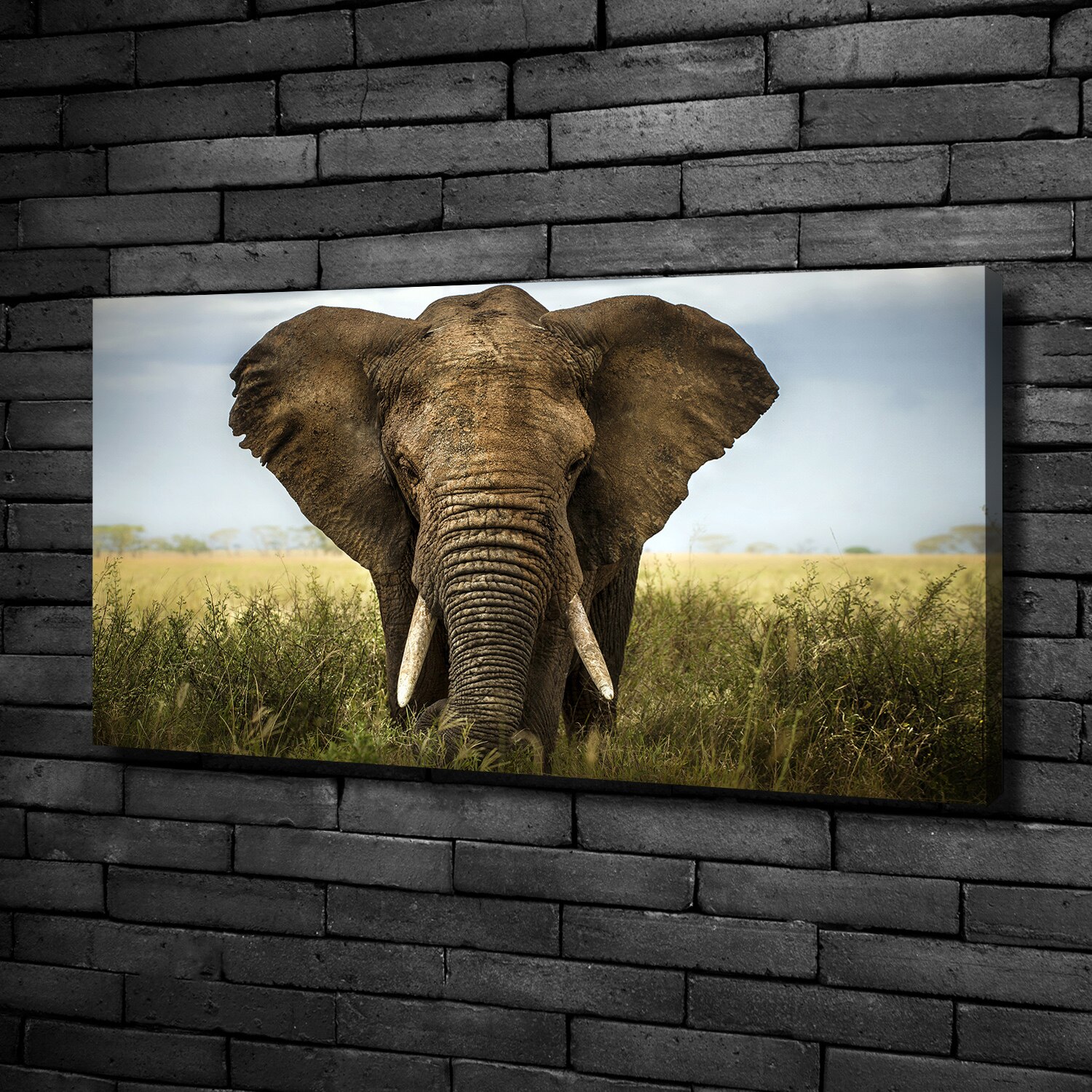 Pictura pe panza, 100x 50cm, Decorarea peretilor "Elefant pe savana ...