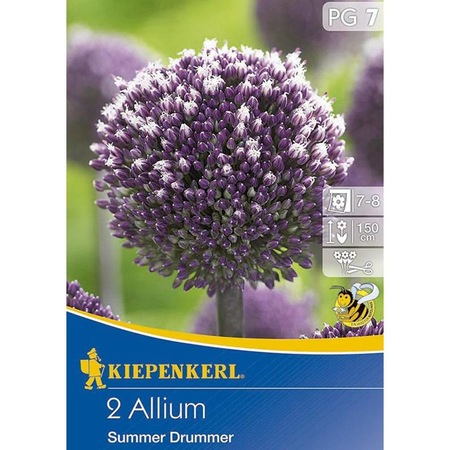 Bulbi allium Summer Drummer, 2 bulbi/ pachet - eMAG.ro