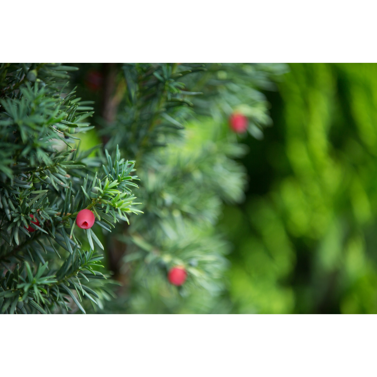 Tisa - Taxus Kleefeld - conifer - vesnic verde - eMAG.ro