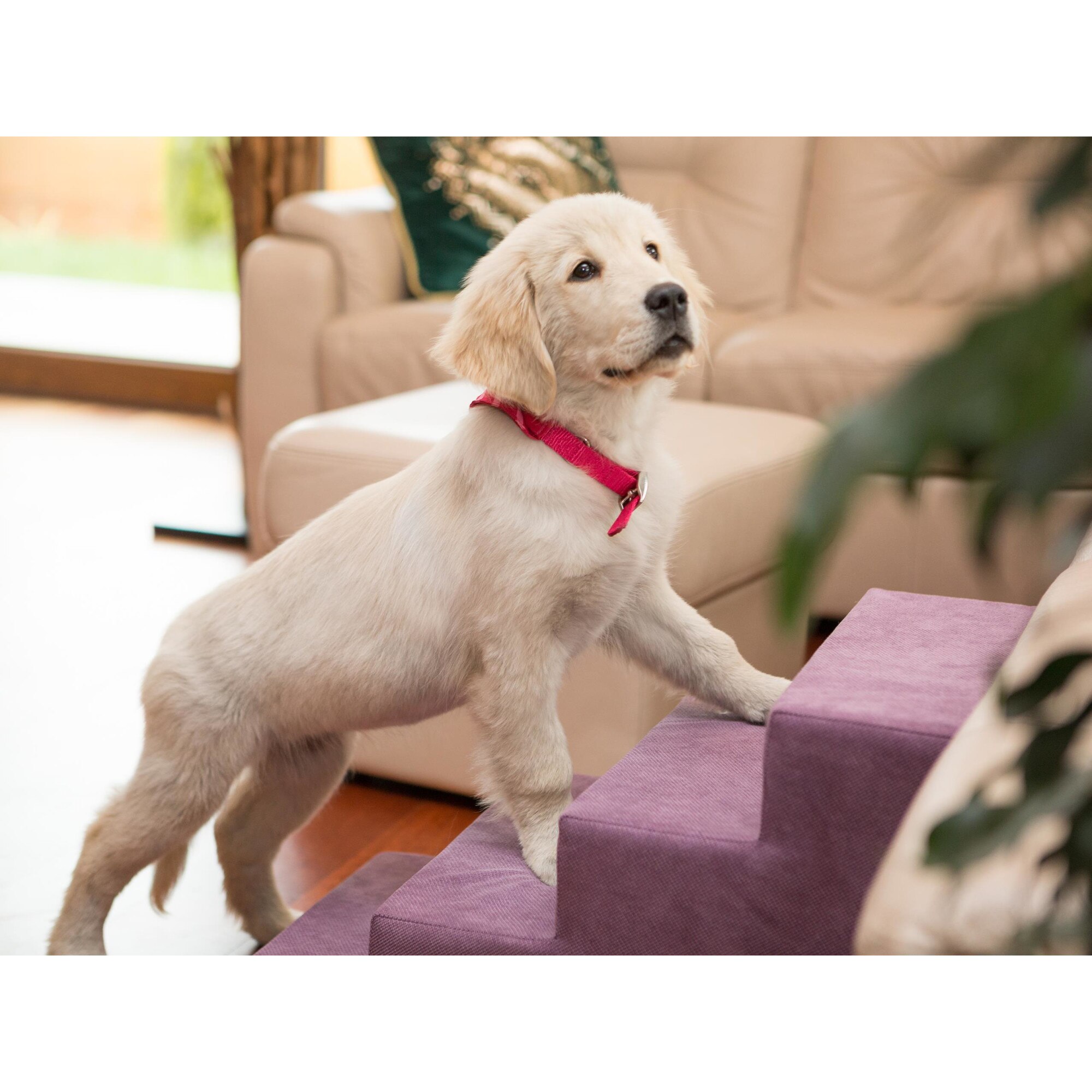 Scara pentru caini "SAVOY", Violet, Hobbydog - Dimensiunea 2 ...