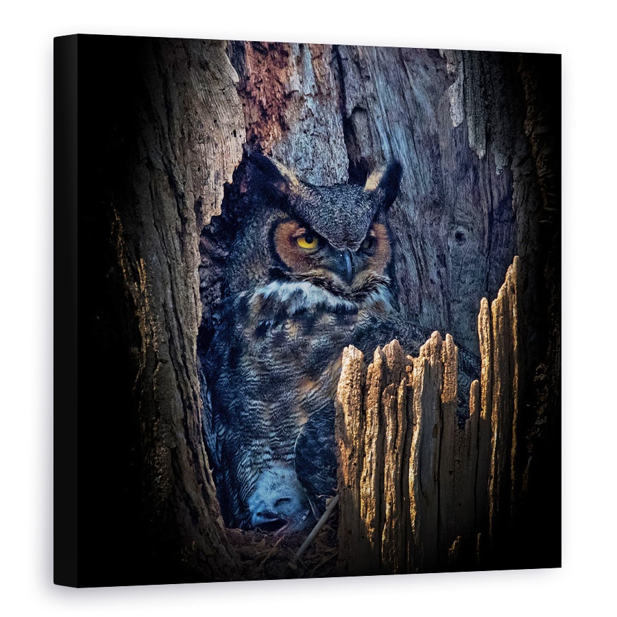 Картина на платно Крие се Бухал Див Природа Животно 70 X 70 Cm Emag Bg