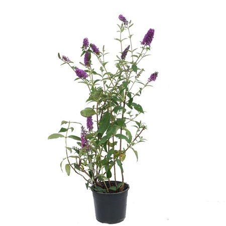 Lilac de vara - Buddleja davidii planta perena inaltime 100cm - eMAG.ro