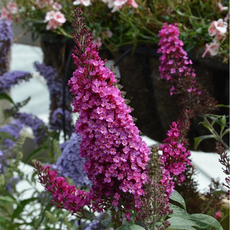 Lilac de vara - Buddleja davidii planta perena inaltime 100cm - eMAG.ro
