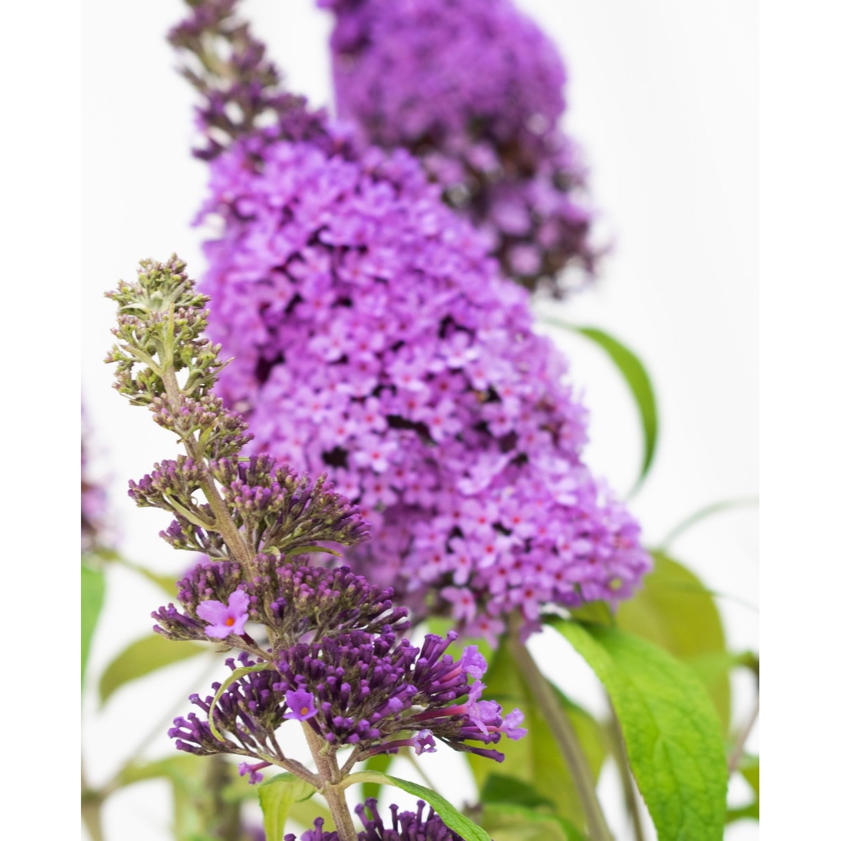 Lilac de vara - Buddleja davidii planta perena inaltime 100cm - eMAG.ro