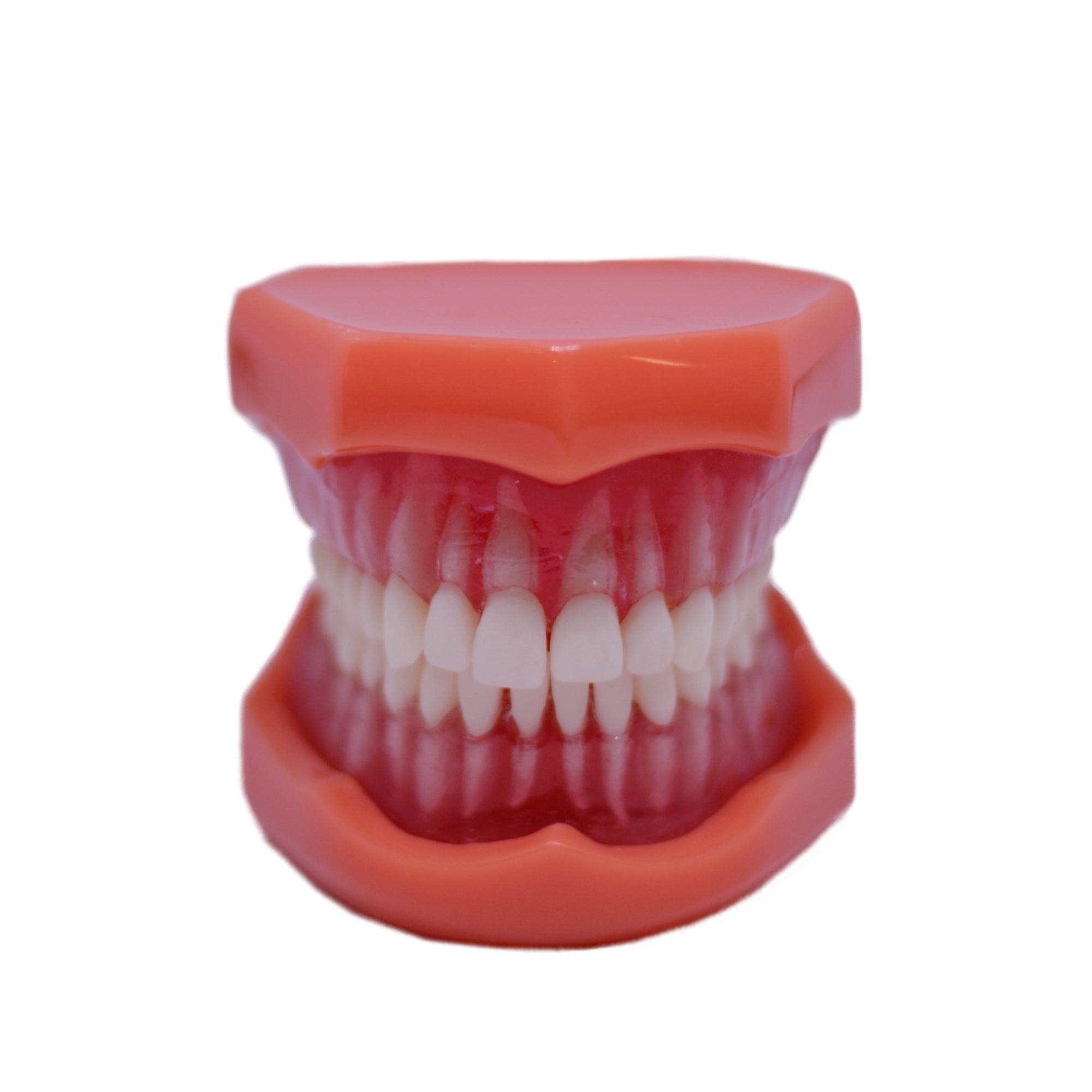 Model transparent cu dinti detasabili pentru practica medicina dentara ...