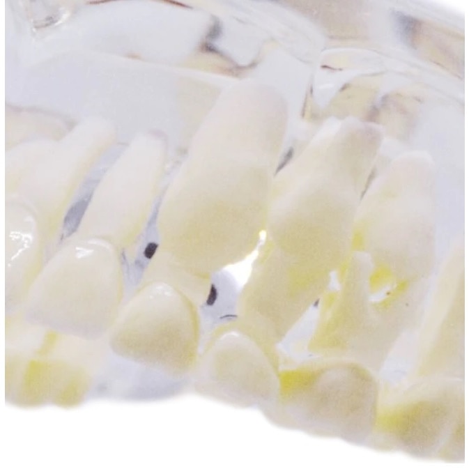 Model transparent dentitie copii pentru practica medicina dentara - eMAG.ro