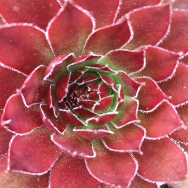 Set plante perene Sempervivum - nr bucati 8 - eMAG.ro