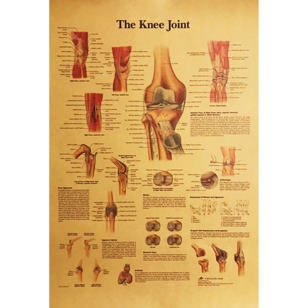 Poster A3 articulatia genunchiului in limba engleza, hartie retro, 42 x ...