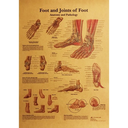 Poster A3 anatomia piciorului in limba engleza, hartie retro, 42 x 30 ...
