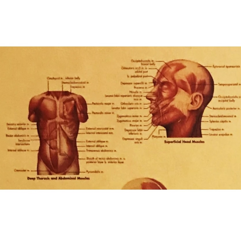 Poster A3 musculatura umana in limba engleza, hartie retro, 42 x 30 cm ...