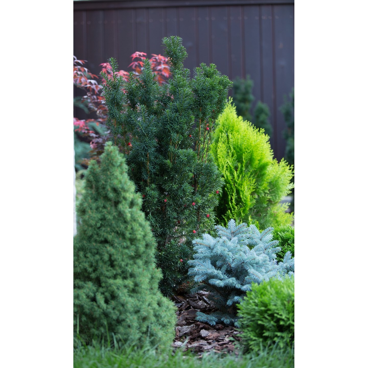Tisa - Taxus Kleefeld - conifer - vesnic verde - eMAG.ro