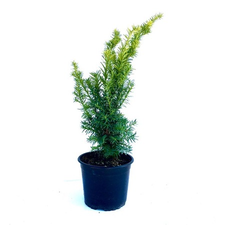 Tisa - Taxus Kleefeld - conifer - vesnic verde - eMAG.ro