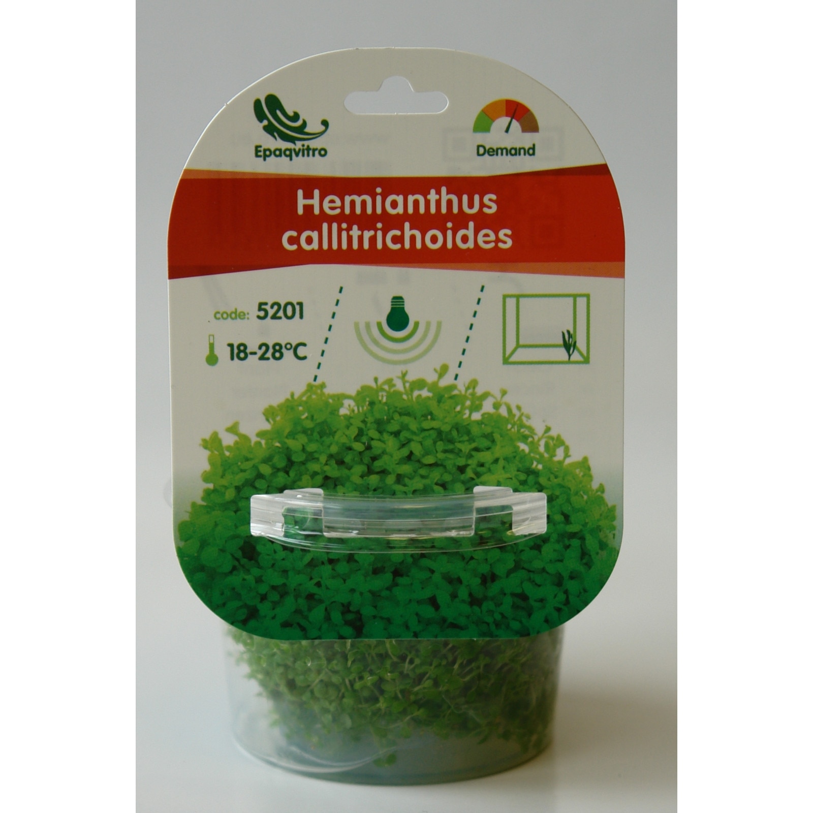 Planta naturala acvariu Hemmiantus callitrichoides (HC CUBA) - eMAG.ro