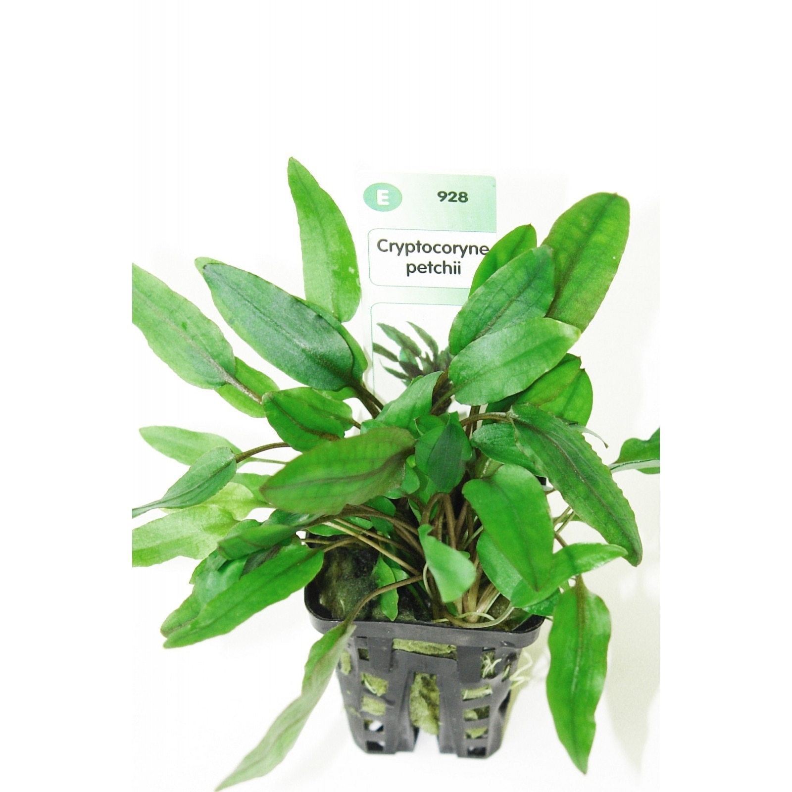 Planta Naturala Acvariu Cryptocoryne Petchii - eMAG.ro
